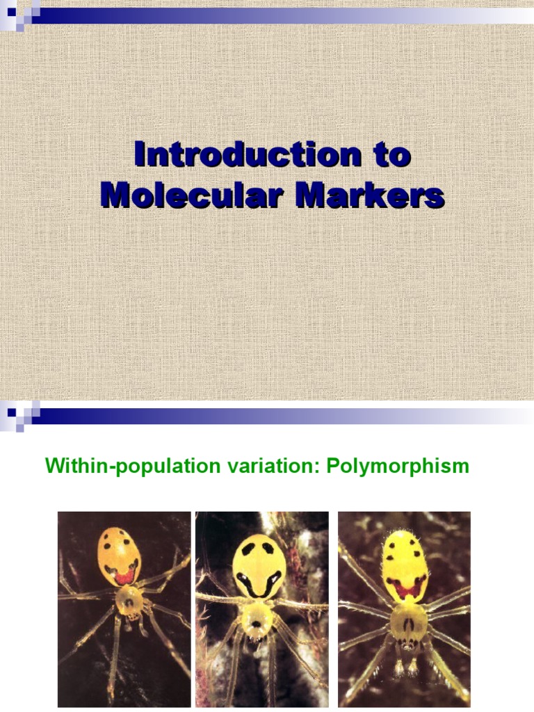 Introduction To Molecular Markers | PDF | Single Nucleotide Polymorphism | Microsatellite