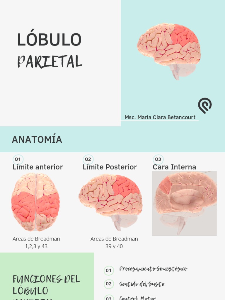 Lóbulo Parietal | PDF | Gusto | Corteza cerebral