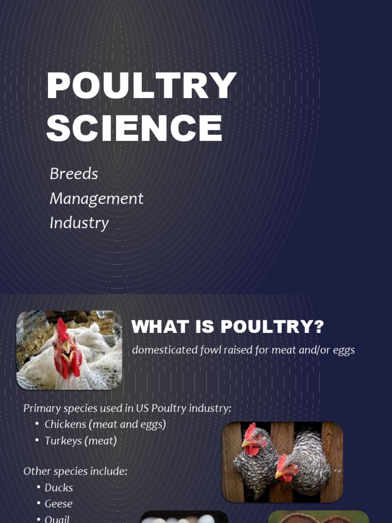 Poultry Breeds and Management Overview | PDF | Chicken | Poultry