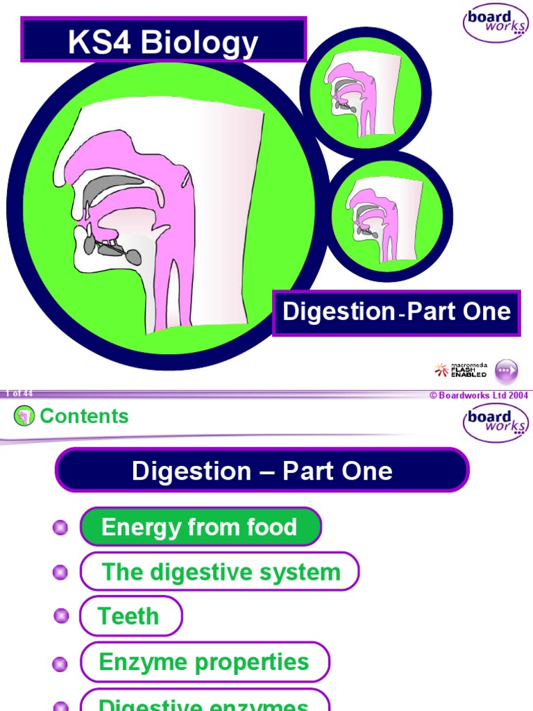 KS4 Biology: Digestion Part One | PDF | Digestion | Carbohydrates
