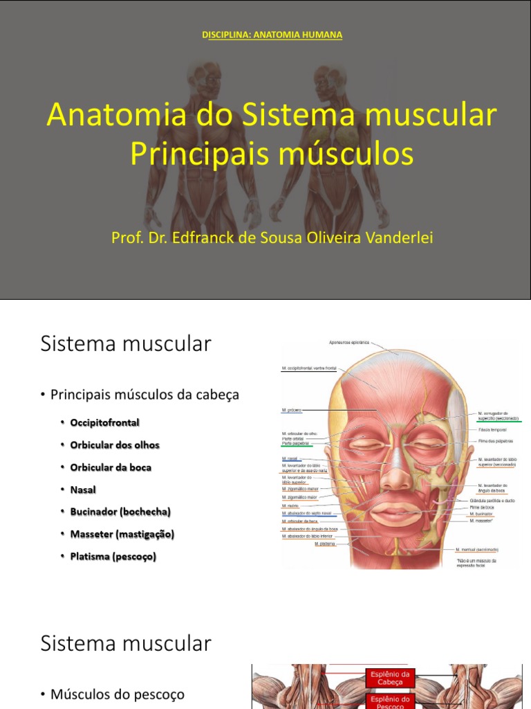 Aula 06 - Anatomia Do Sistema Muscular - Principais Músculos | PDF ...
