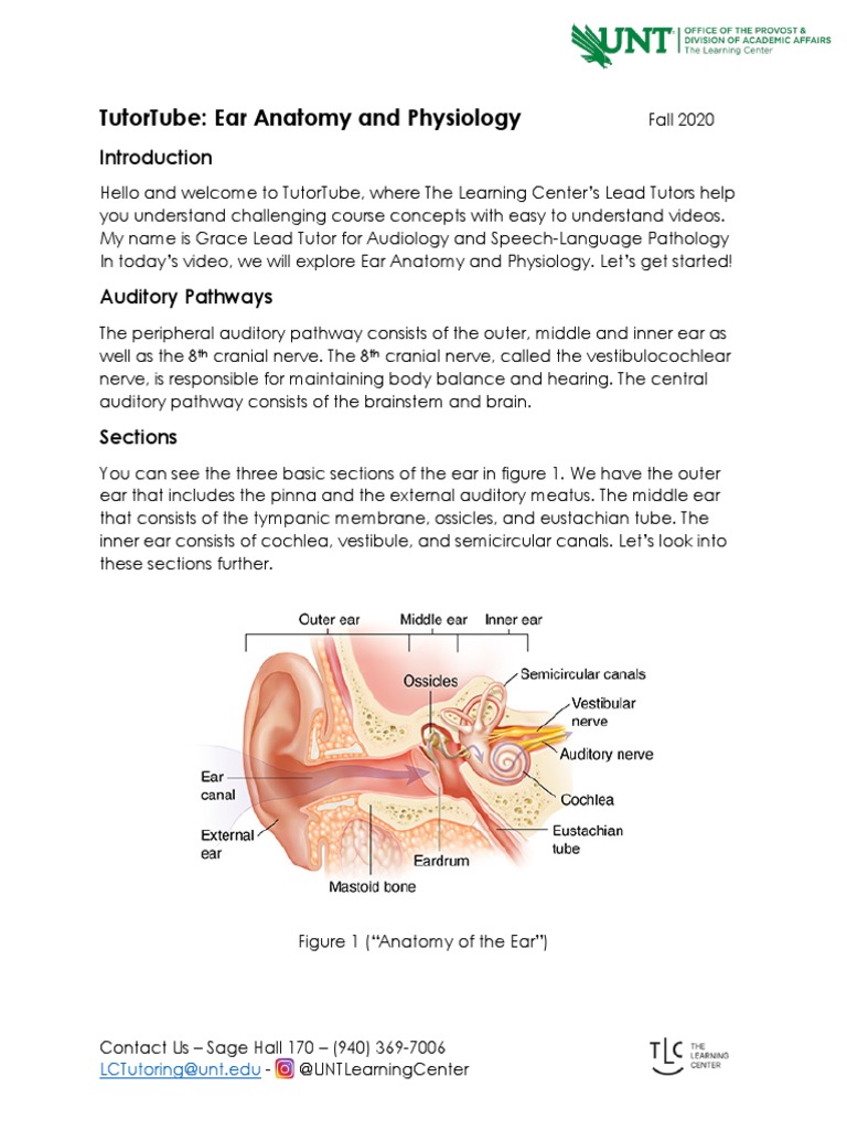 Ear Anatomy - Transcript | PDF | Ear | Otorhinolaryngology