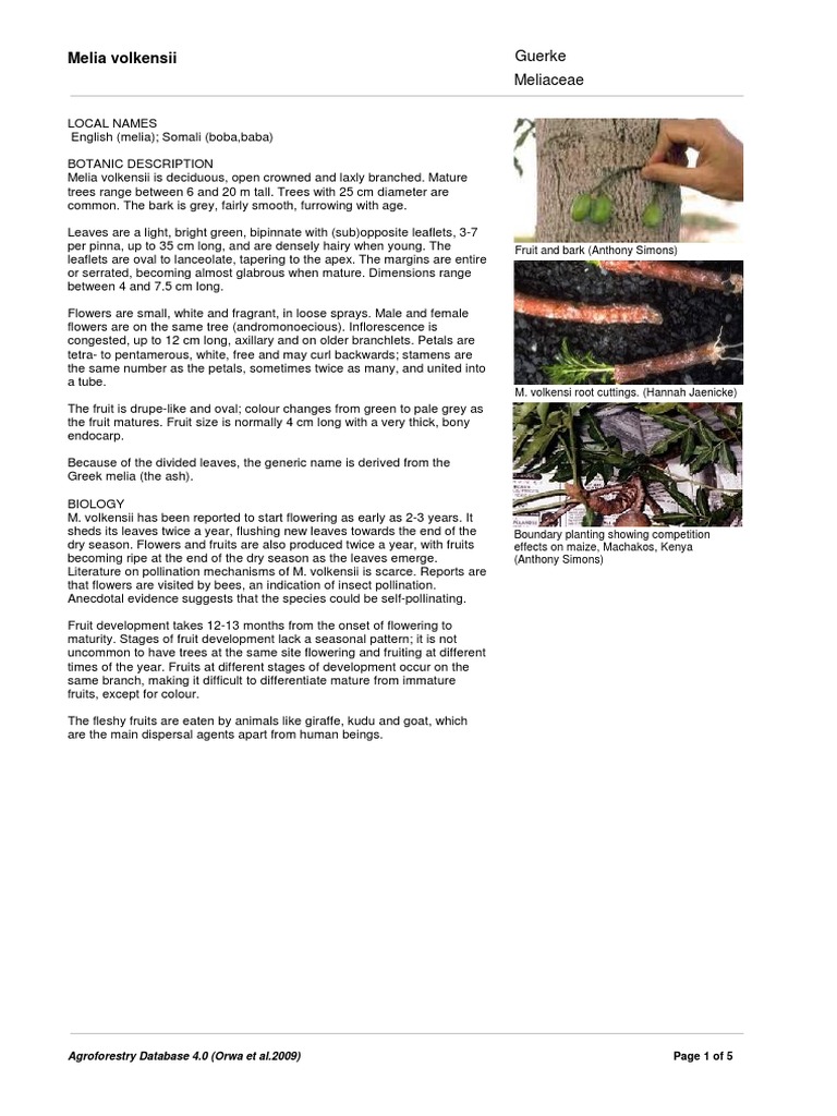 Melia Volkensii: Meliaceae Guerke | PDF | Pruning | Trees