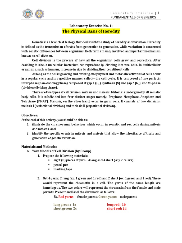 Laboratory Exercise 1A - Yarn Models | PDF | Mitosis | Meiosis