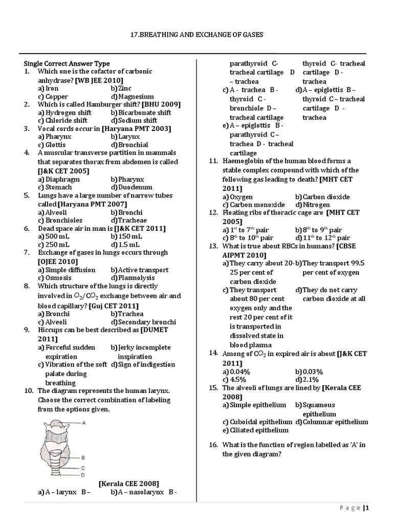 Breathing and Gas Exchange Quiz | PDF | Respiratory System | Breathing