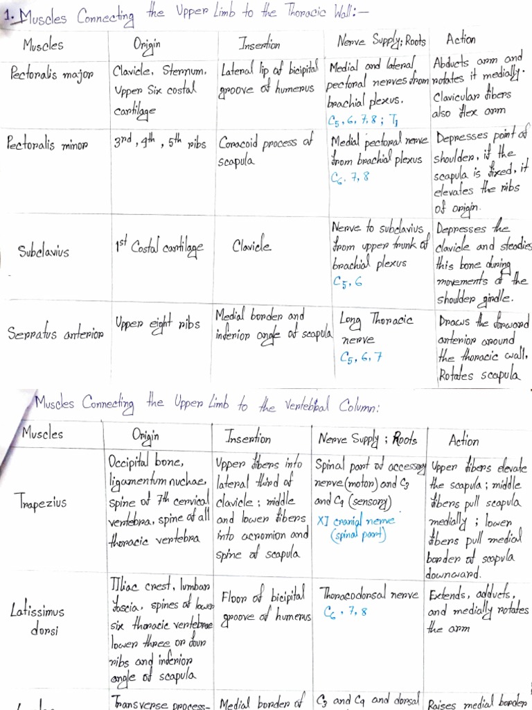 Muscles of the Superior Extremity | PDF | Musculoskeletal System | Anatomy