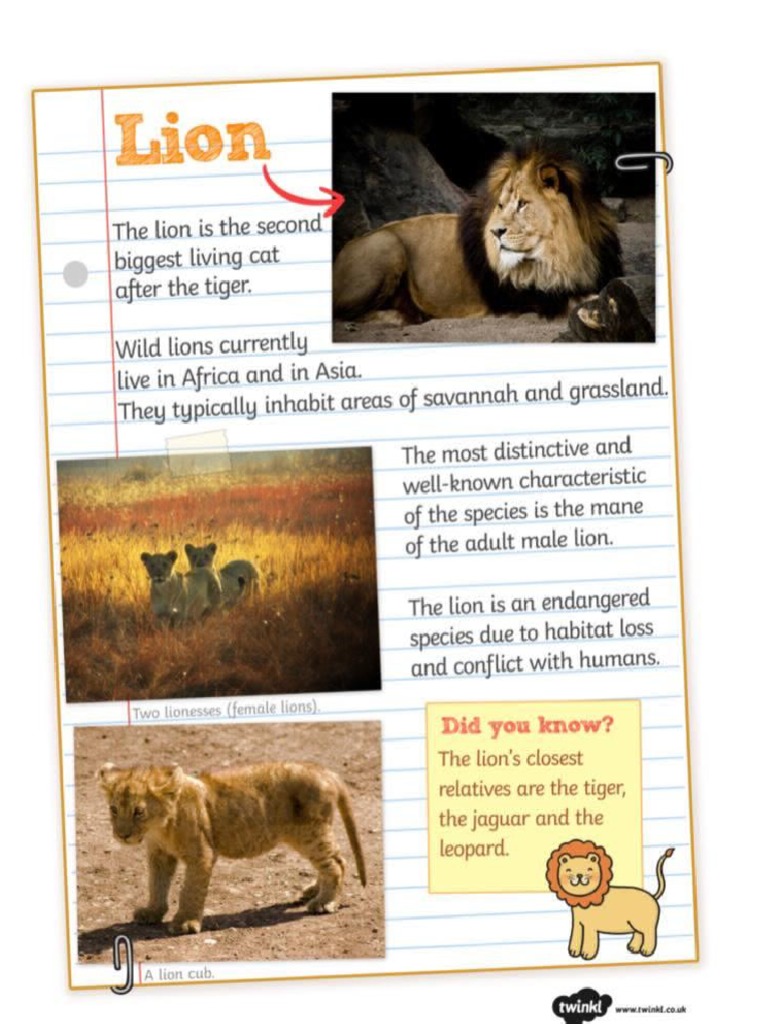 Non-Chronological Report Reading - Year 2 | PDF | Lion | Giraffe