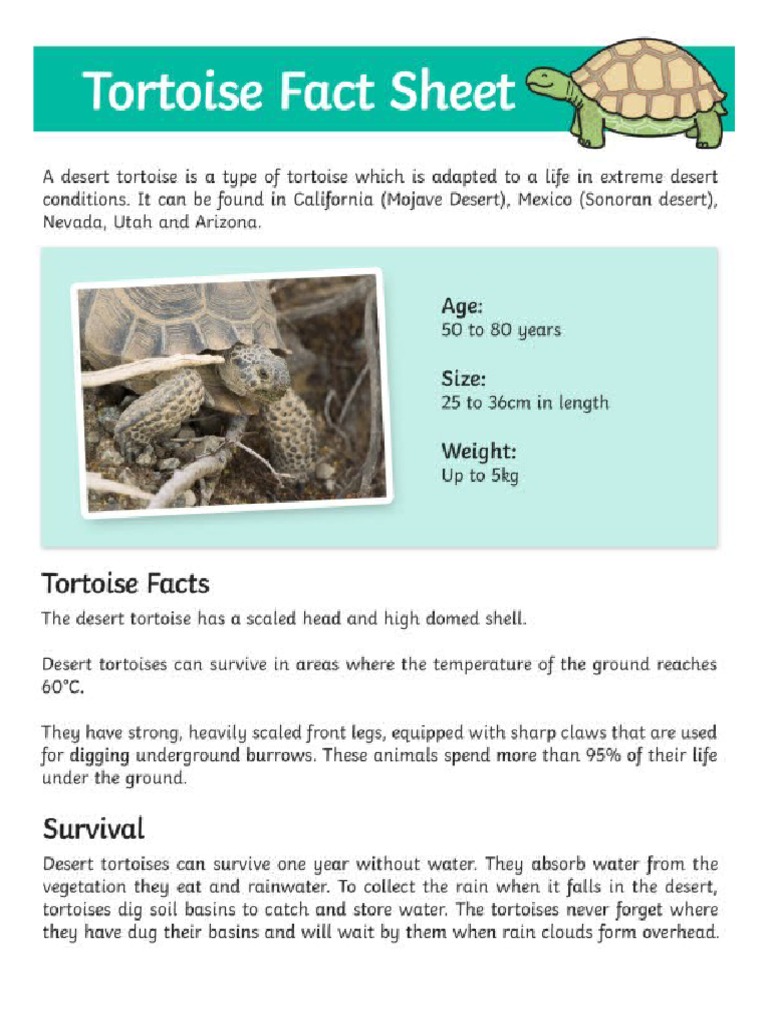 Non-Chronological Report - Year 2 | Download Free PDF | Bears | Polar Bear