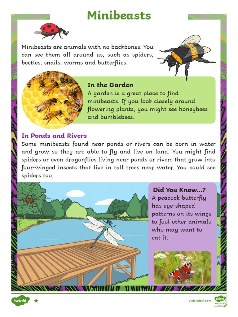 Minibeasts Differentiated Reading Comprehension Activity | PDF ...