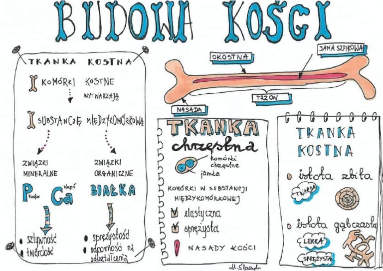 Budowa Kosci | PDF