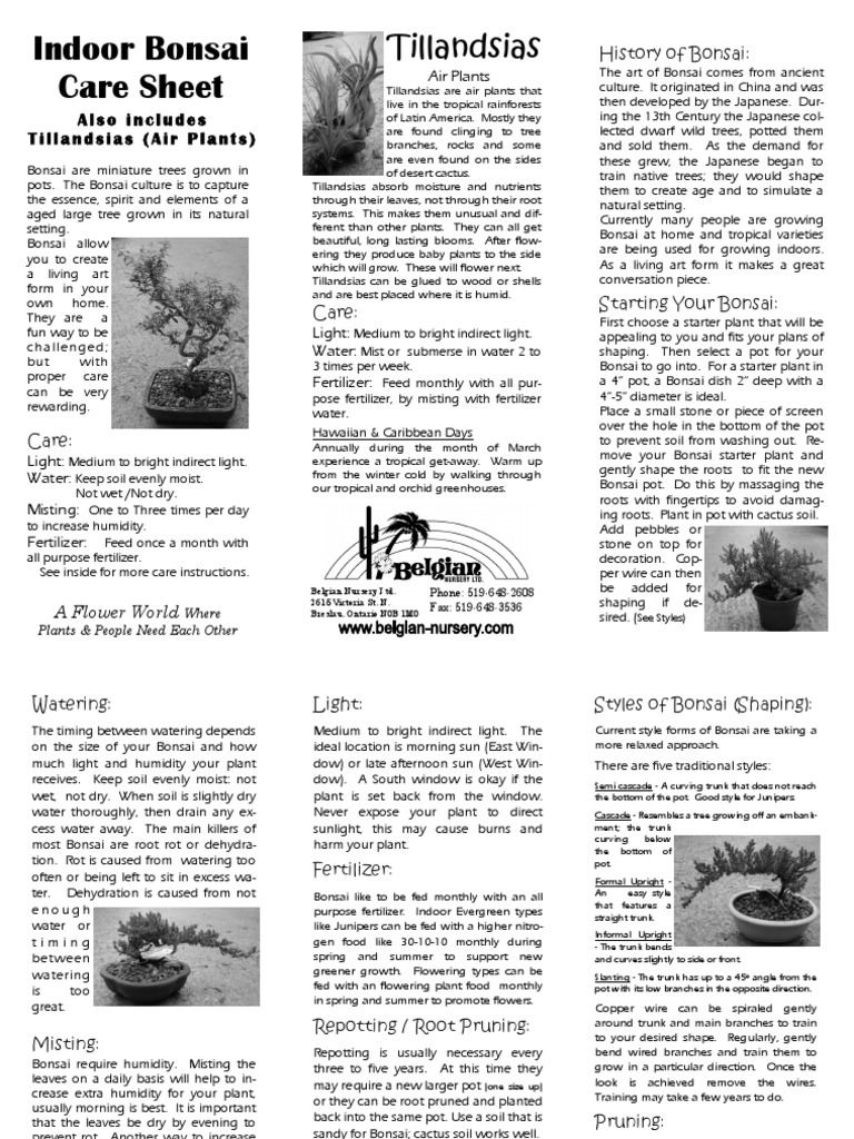 Bonsai Air Plants Care Pamphlet | PDF | Bonsai | Trees