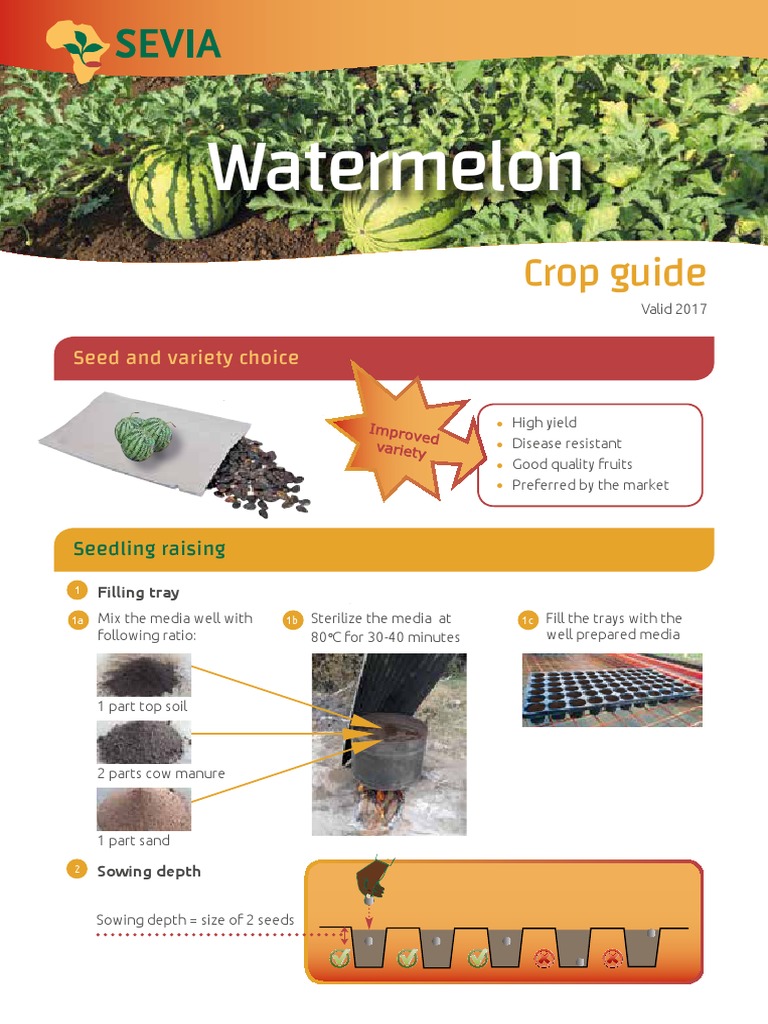 Watermelon: Crop Guide | PDF | Watermelon | Fertilizer