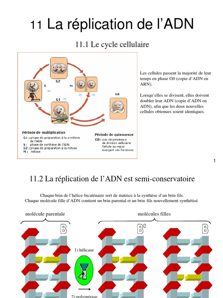 Replication de l'Adn | Réplication de l'ADN | ADN