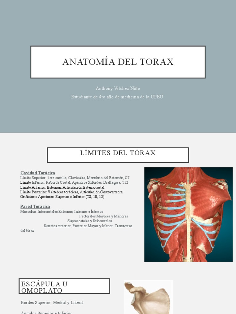 Anatomia de Torax | PDF | Tórax | Tórax (anatomía humana)