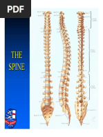 ASIA Impairment Scale for Spinal Injury | PDF | Anatomical Terms Of ...