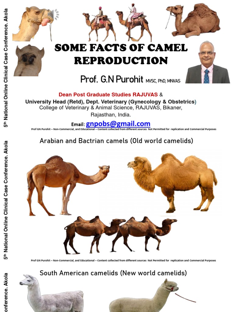 Camel Reproduction Some Facts | PDF | Uterus | Penis