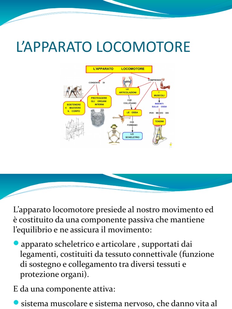 Apparato Locomotore | PDF
