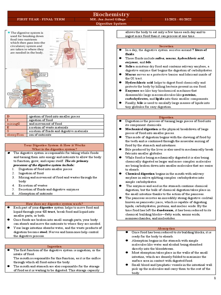 Transes Anaphy Digestion | Download Free PDF | Digestion | Human ...