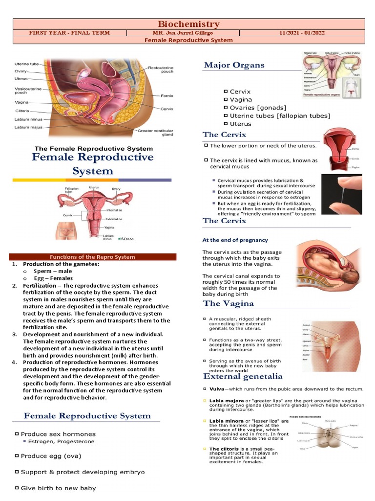 Transes Anaphy Femle Repro System | PDF | Self-Improvement | Wellness