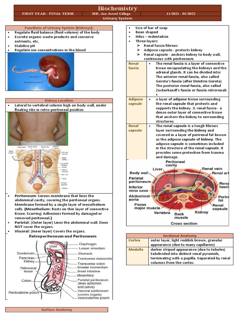 Transes Anaphy Urinary | PDF | Kidney | Anatomy