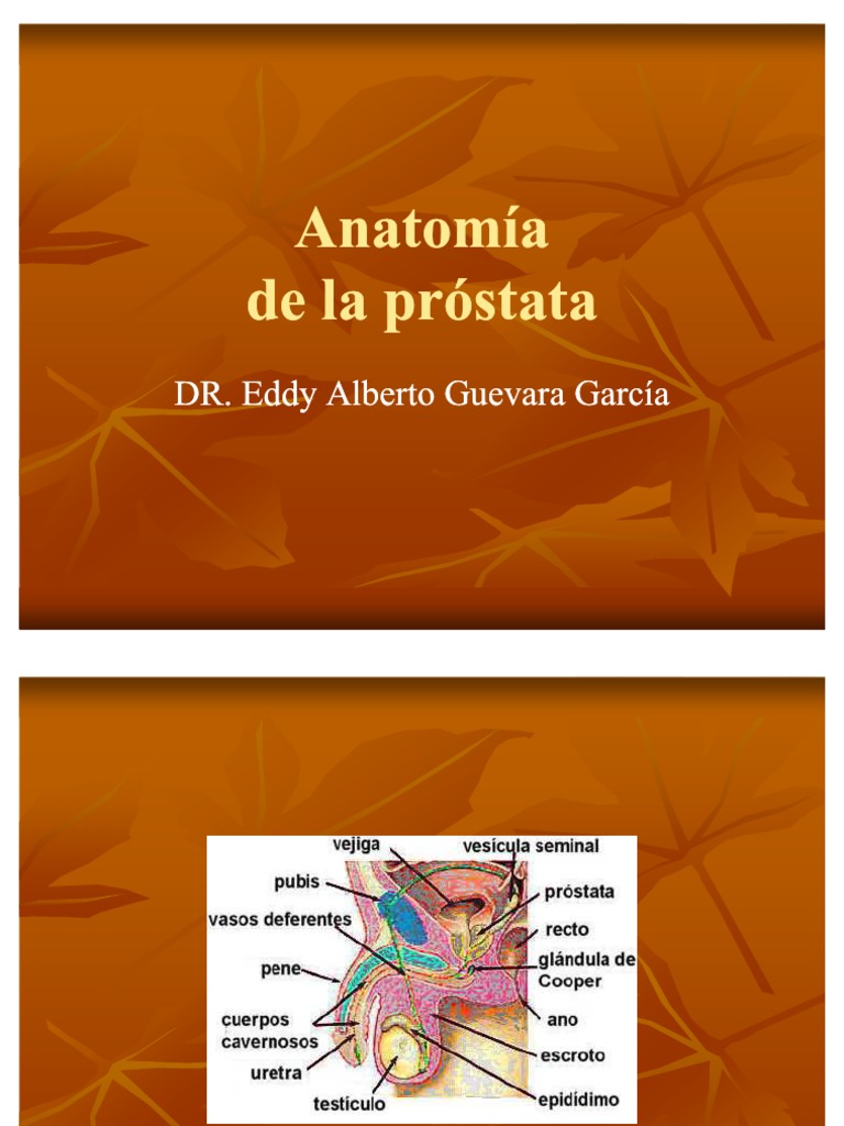 Anatomía prostata