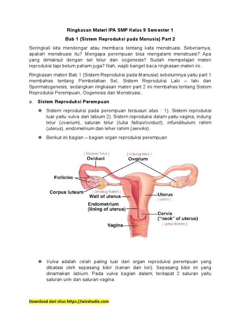 Sistem Reproduksi Wanita Kelas 9 | PDF