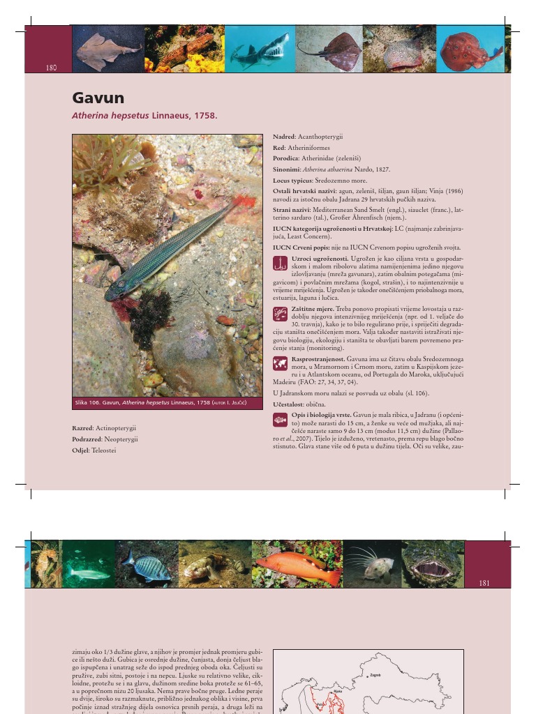 Crvena Knjiga Morskih Riba-Gavun | PDF