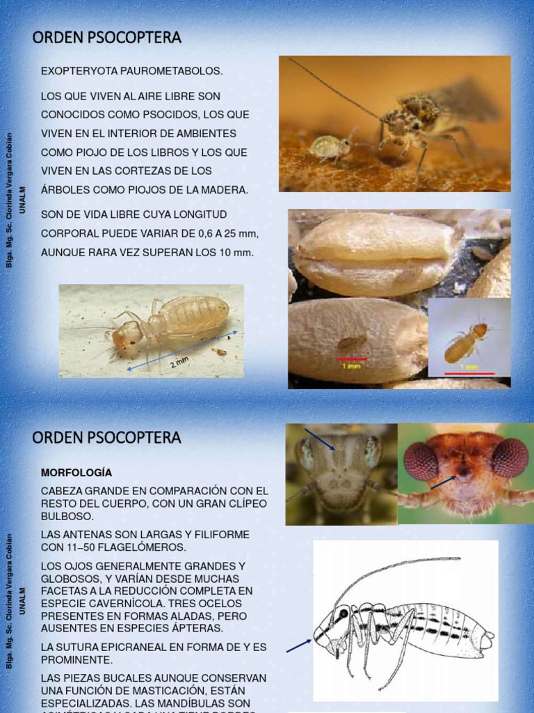 Psocoptera Phthiraptera Thysanoptera 2020a Pdf Artrópodos Insectos