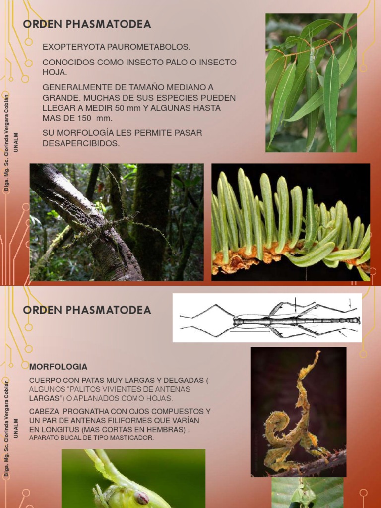 Phasmatodea Dermaptera Embioptera 2020 | PDF | Insectos | Artropodología
