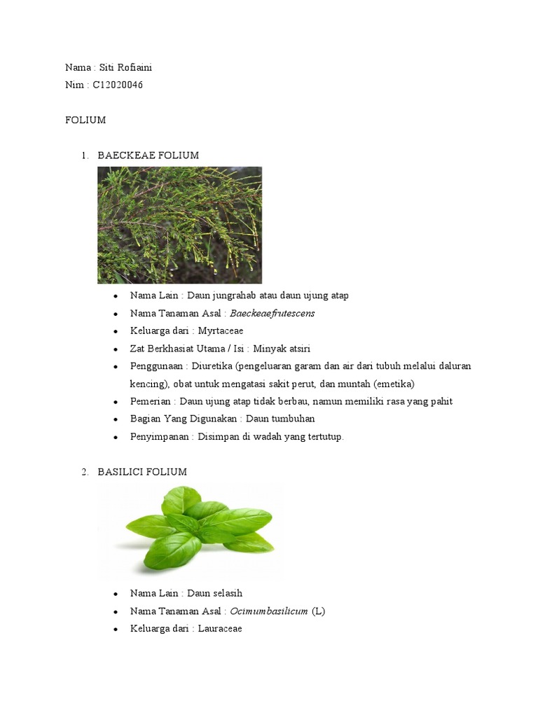 Siti Rofiaini-c12020046-Tugas Farmakognosi Folium Dan Fructus | PDF