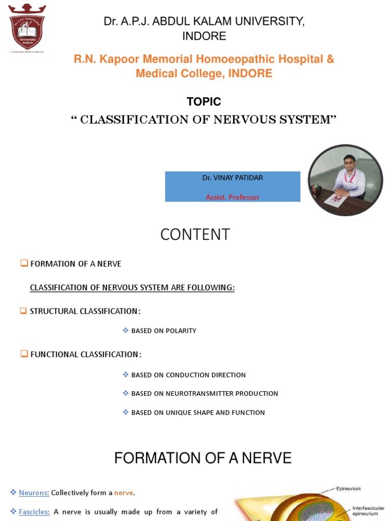 Classification of Nervous System | PDF | Motor Neuron | Neuron