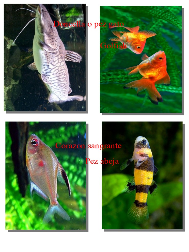 Album de Peces | PDF