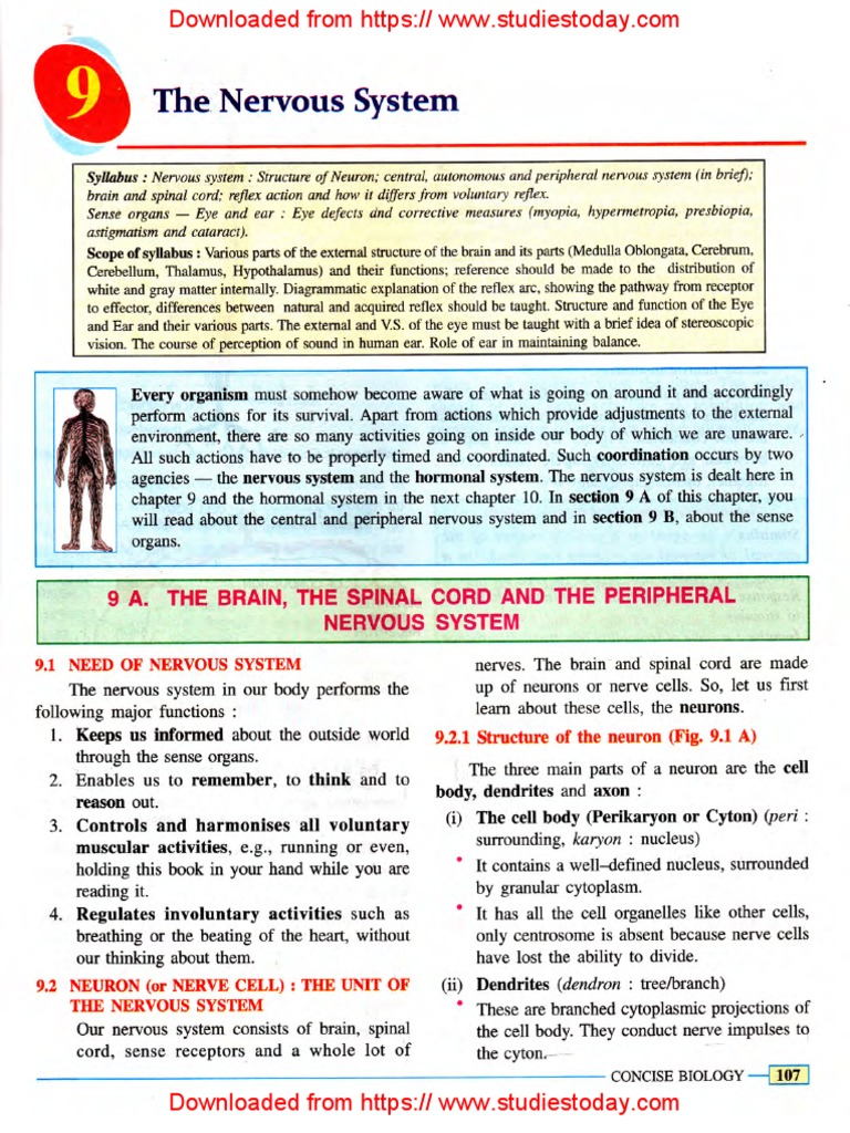 ICSE Class 10 Biology Chapter 09 The Nervous System | PDF