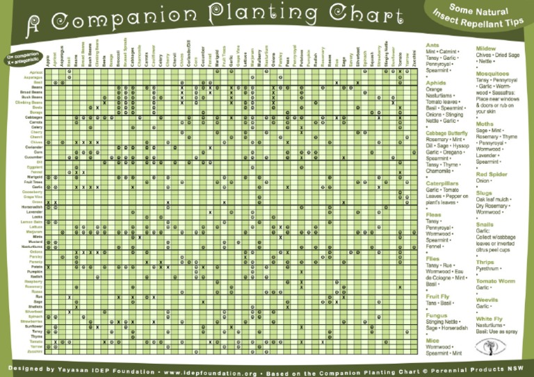 Permaculture - Companion Planting Chart | PDF