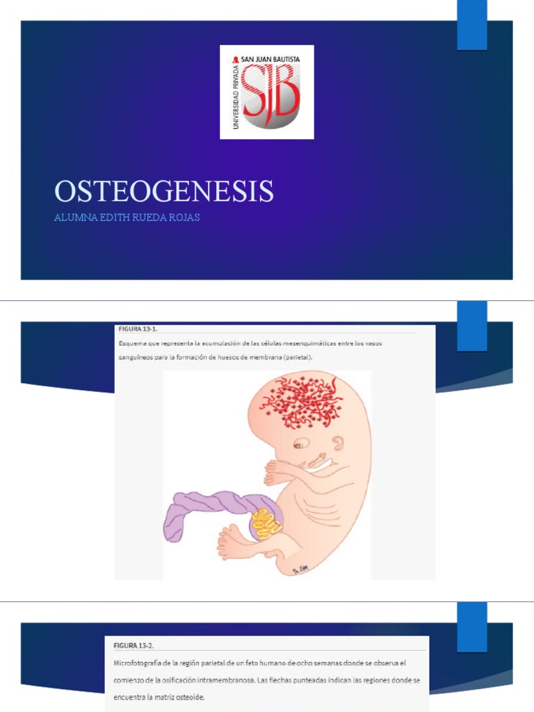 Osteogenesis - Edith Rueda | PDF | Hueso | Sistema esquelético