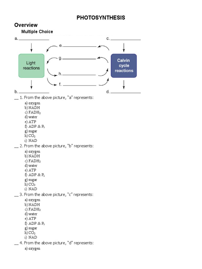 Photosynthesis: Multiple Choice | PDF | Photosynthesis | Cellular ...