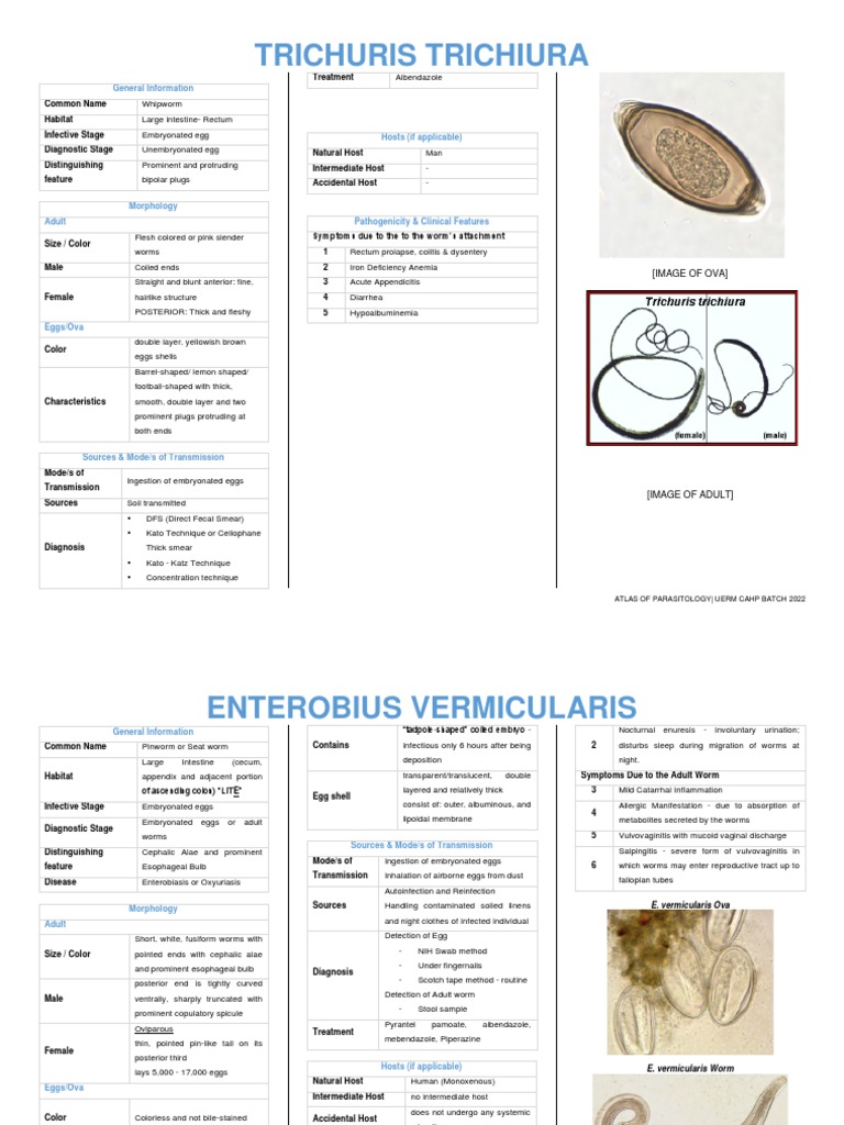 Trichuris Trichiura: General Information | PDF | Medical Specialties ...