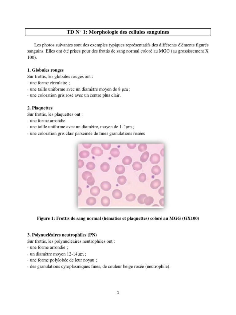 Morphologie des cellules sanguines | PDF | Globule rouge | Thrombocyte
