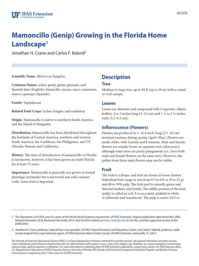 Mamoncillo (Genip) Growing in The Florida Home Landscape: Description ...