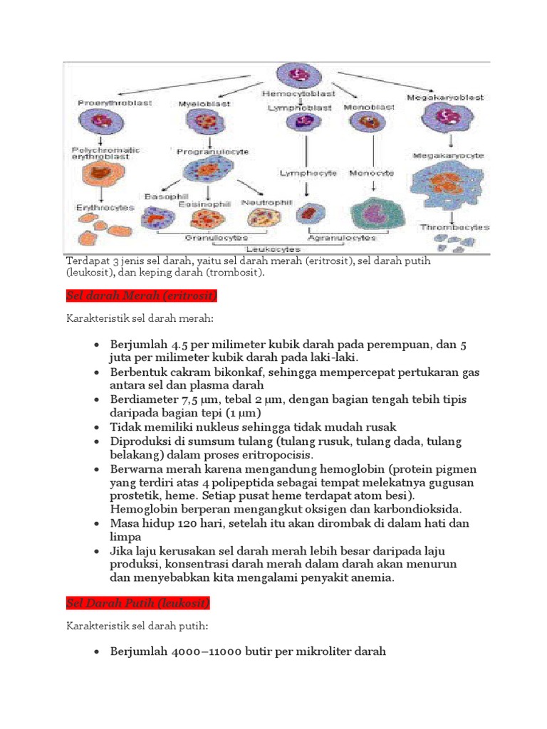 Sel Darah Merah (Eritrosit) | PDF