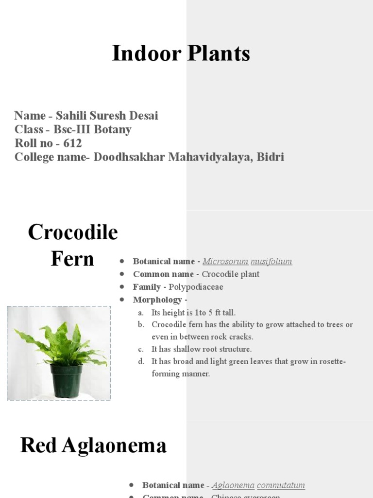 Indoor Plant Species and Morphology Guide | PDF