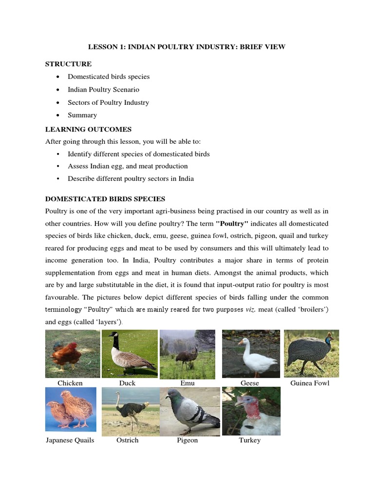 LESSON 1 Indian Poultry Industry - Brief View | PDF | Poultry | Poultry ...