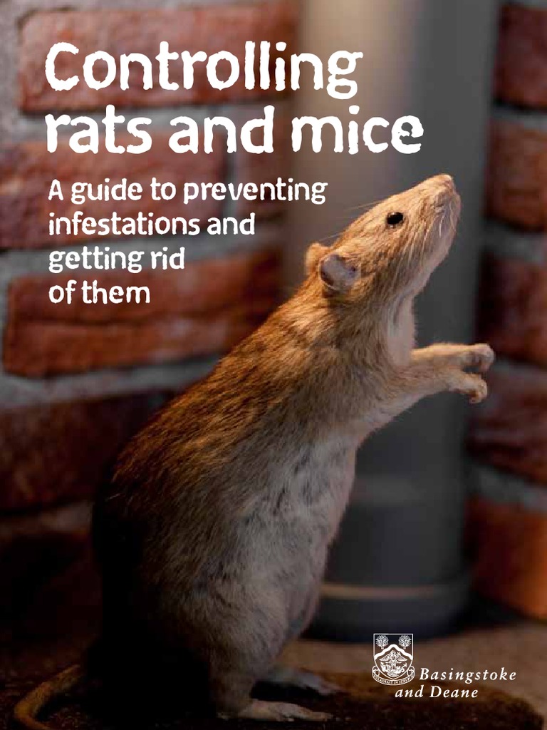 Controlling Rats and Mice Leaflet | PDF | Rat | Rodent