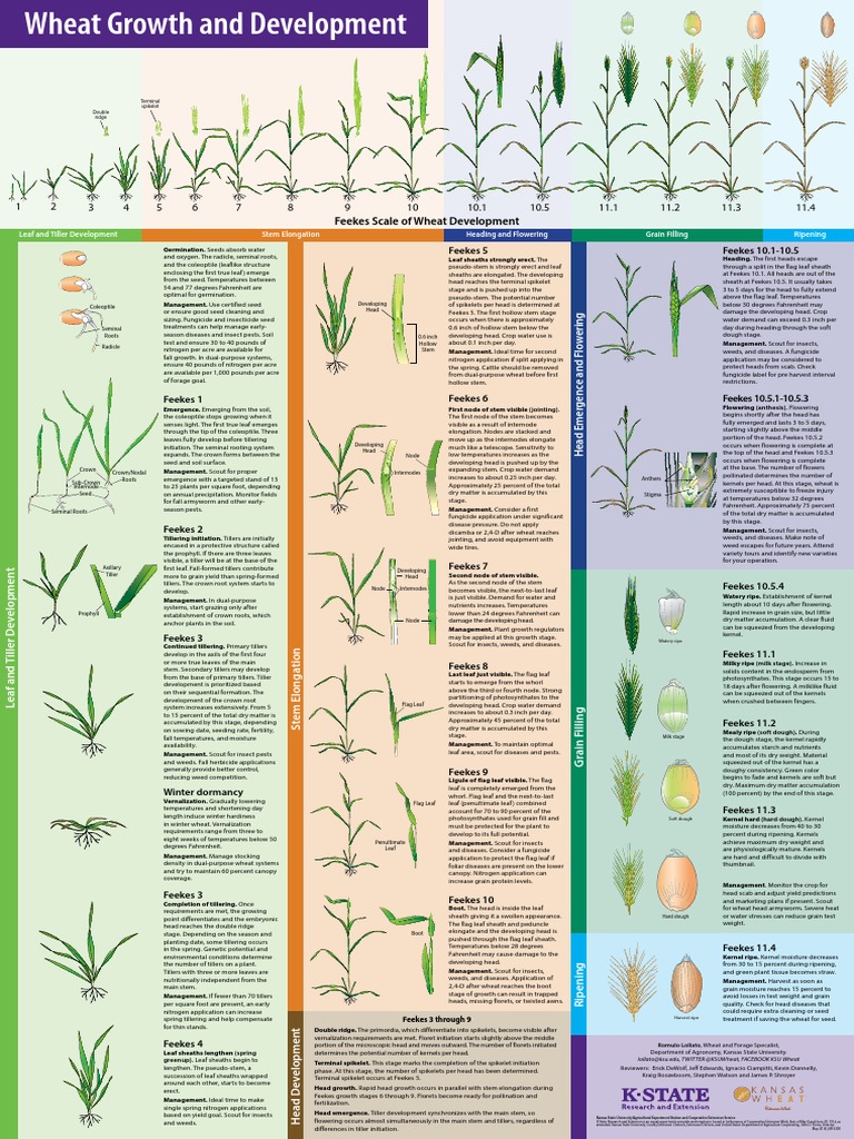 Feekes Scale of Wheat Development | PDF | Seed | Wheat