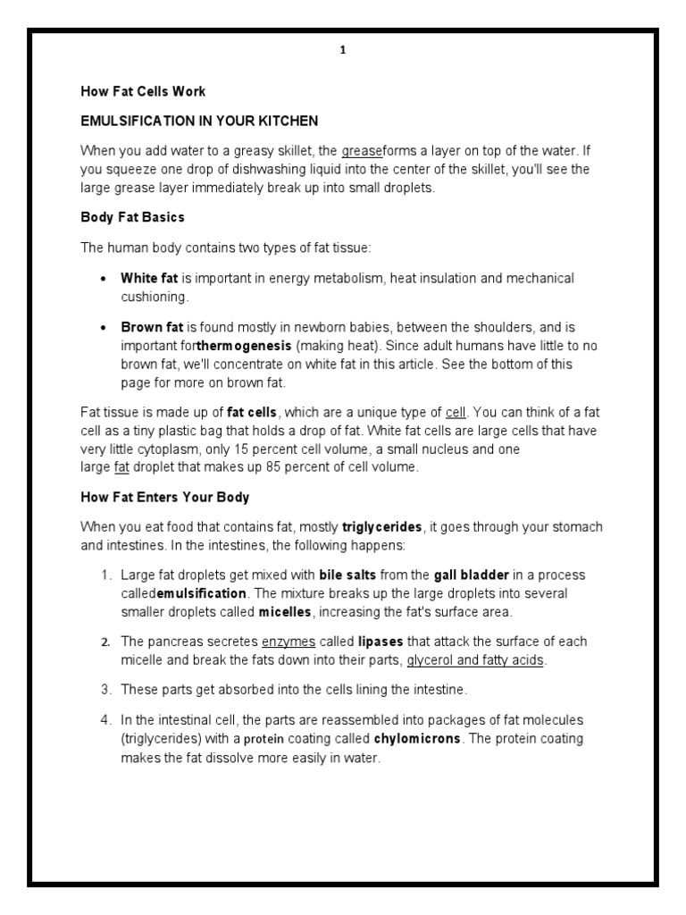 How Fat Cells Work | PDF | Fat | Lymph