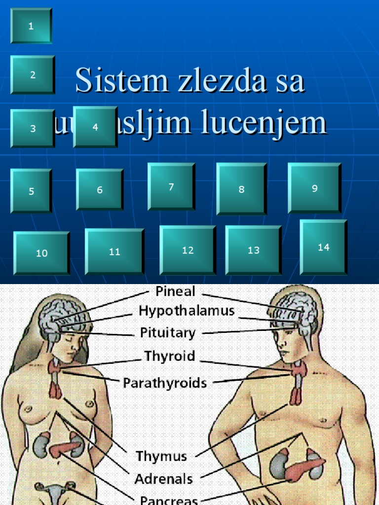 Sistem Zlezda Sa Unutrasljim Lucenjem | PDF