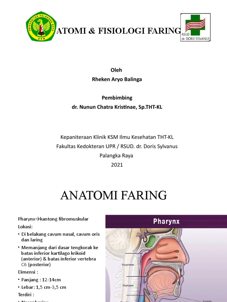 Anatomi & Fisiologi Faring | PDF