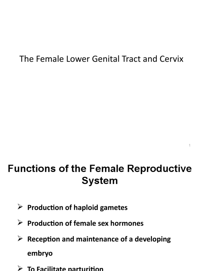 The Femal Lower Genital Tract and Cervix | PDF | Labia | Vagina