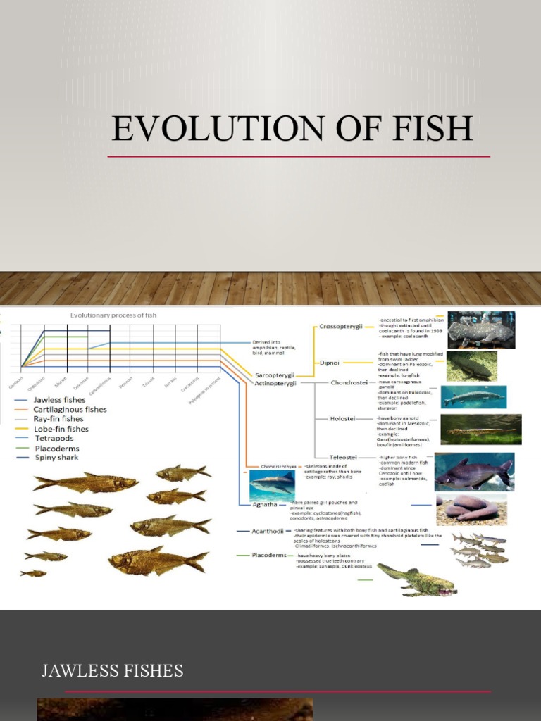 Evolution of Fish Types and Traits | PDF | Foreign Language Studies ...
