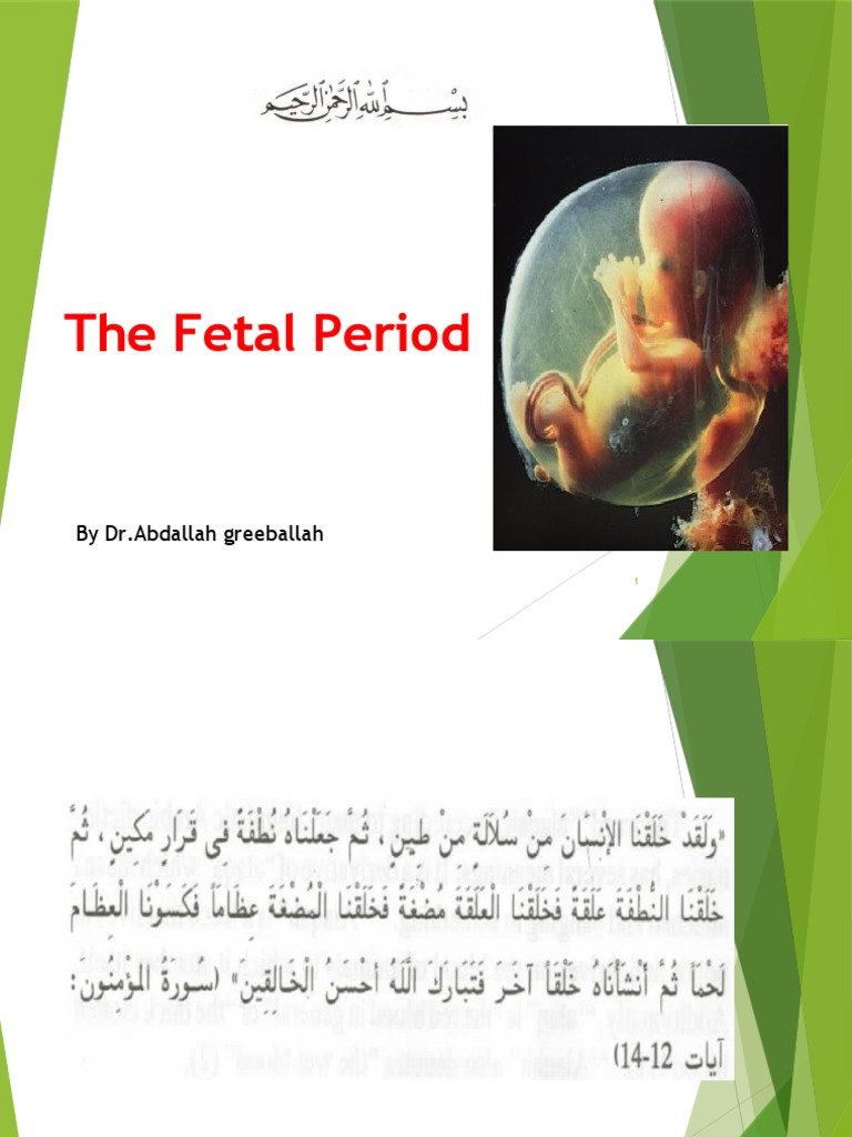 The Fetal Period 2 | PDF | Fetus | Biology
